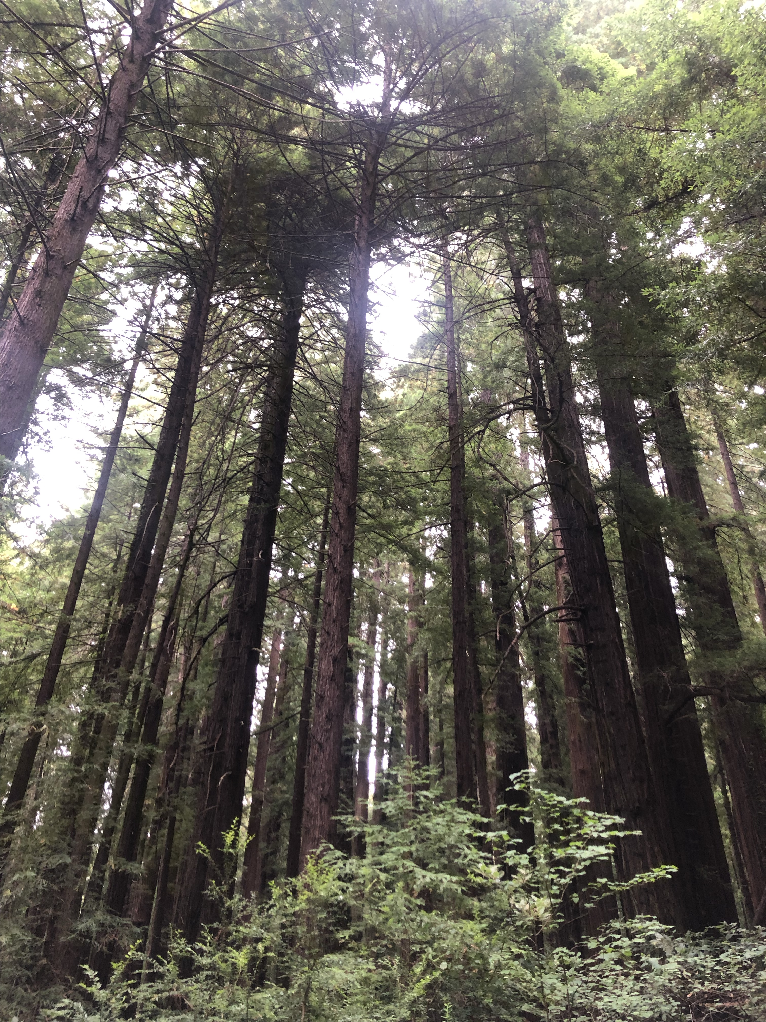 Cheatham Grove & Big Tree : Tra inseguimenti stellari – Max On The Road 40
